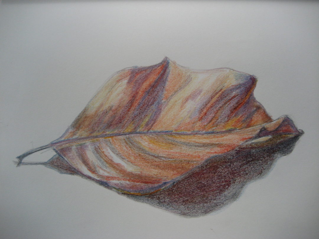 Leaf 5 - colored pencil on paper, in Drawings